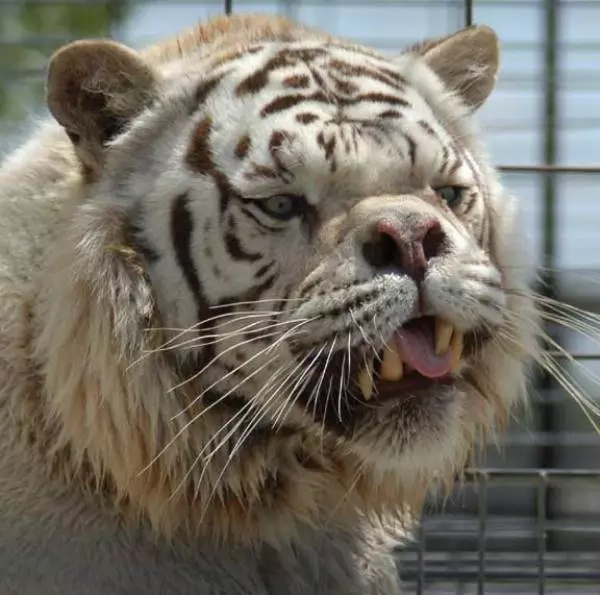 Say hello to Kenny, the inbred white tiger with down syndrome KAMI.COM.PH