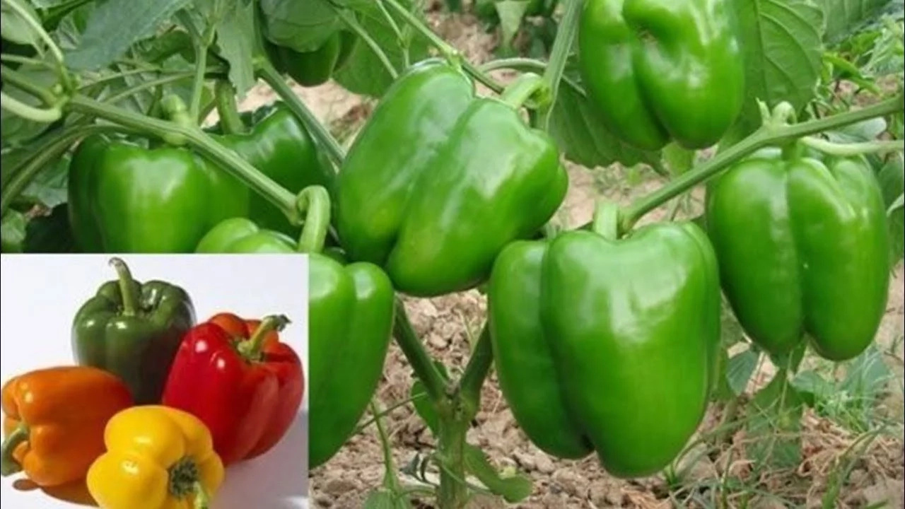 Capsicum Farming In Kenya